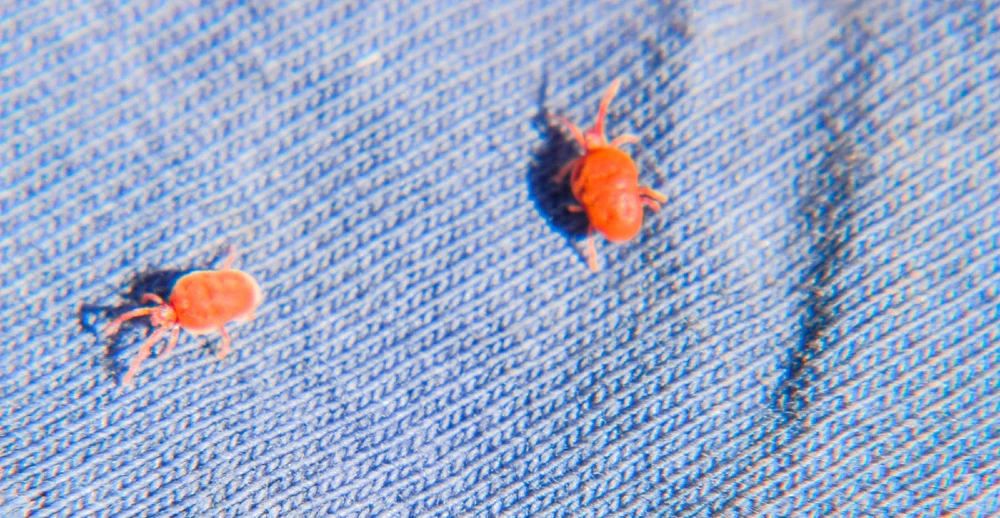 Cómo Eliminar los Ácaros Sin Químicos